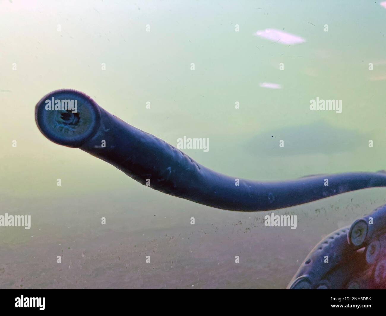 Pacific Lamprey begin their lives in freshwater streams around the ...