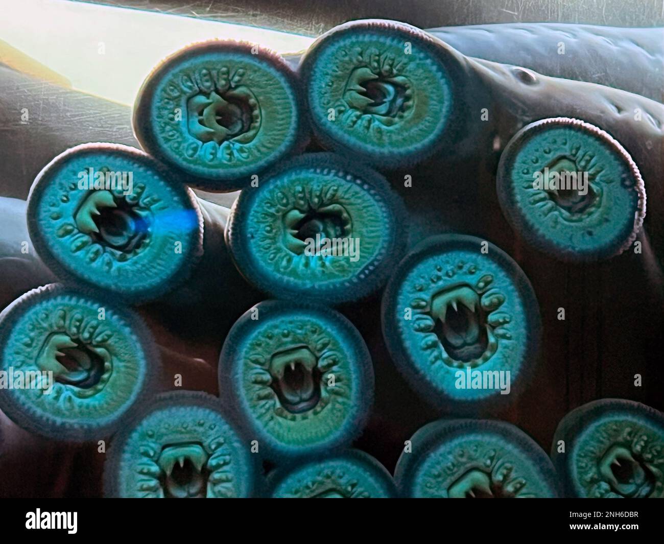 Pacific Lamprey begin their lives in freshwater streams around the ...