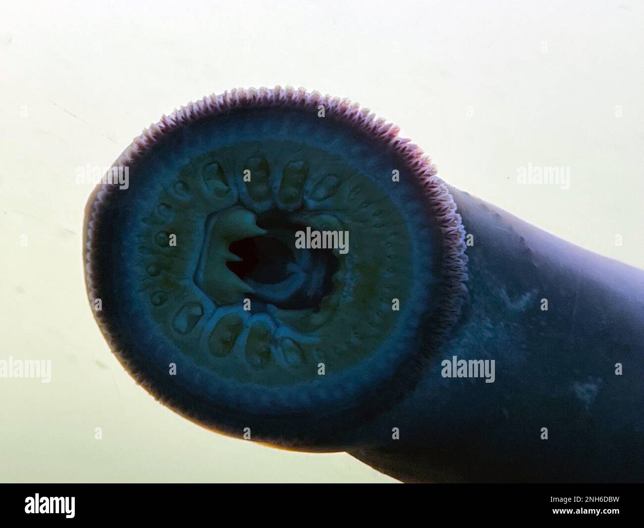 Lamprey eel hi-res stock photography and images - Alamy