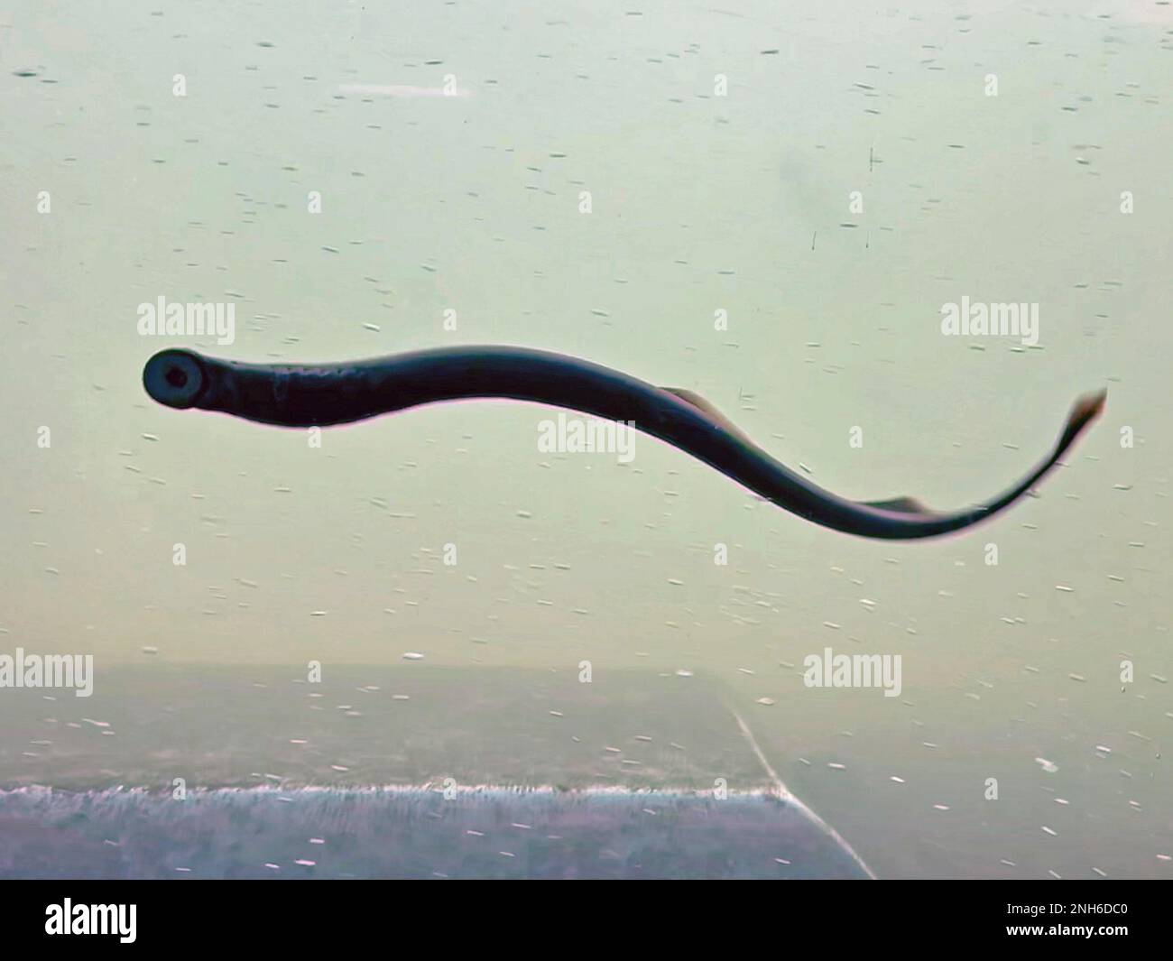 Pacific Lamprey begin their lives in freshwater streams around the ...