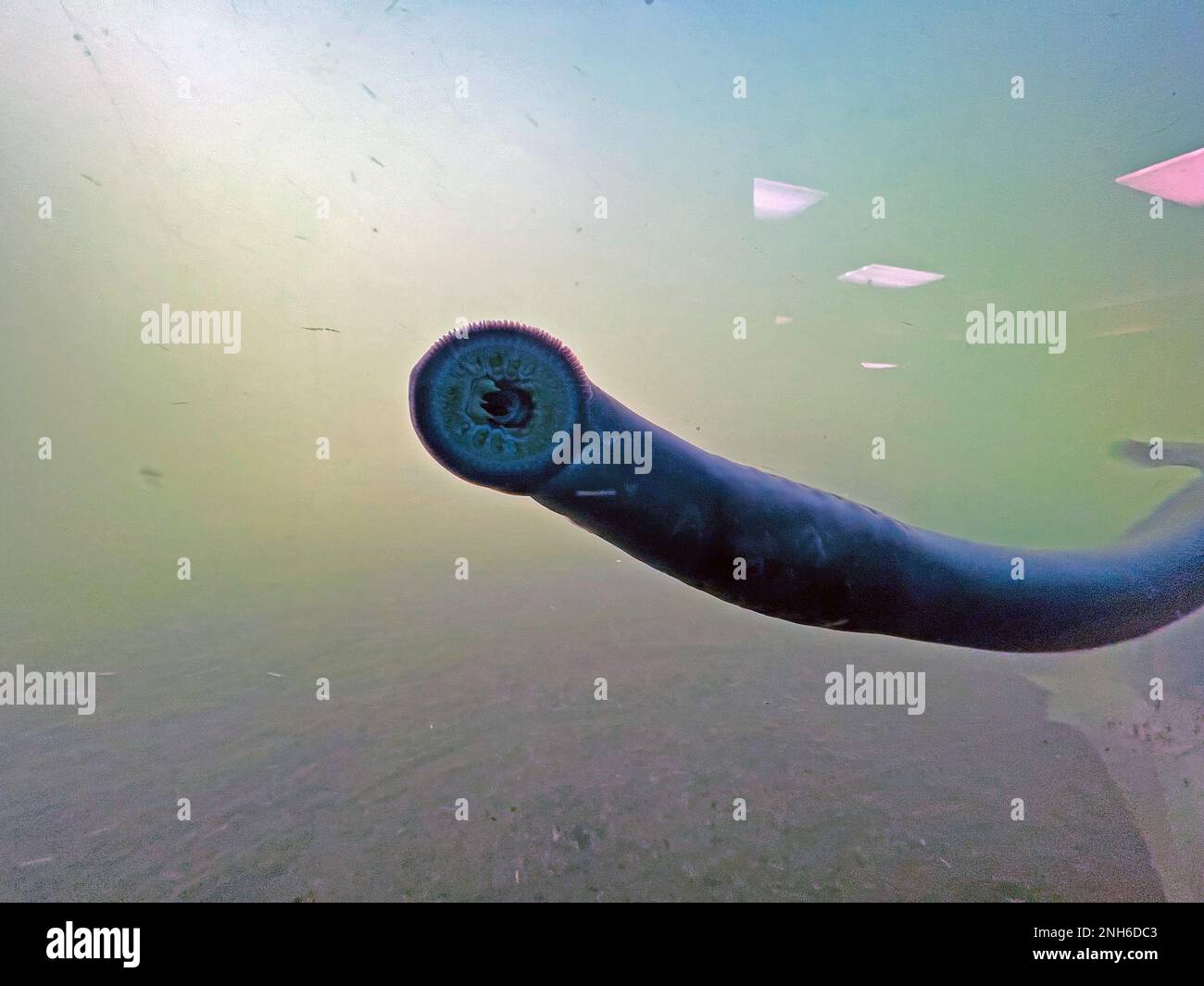 Pacific Lamprey begin their lives in freshwater streams around the ...