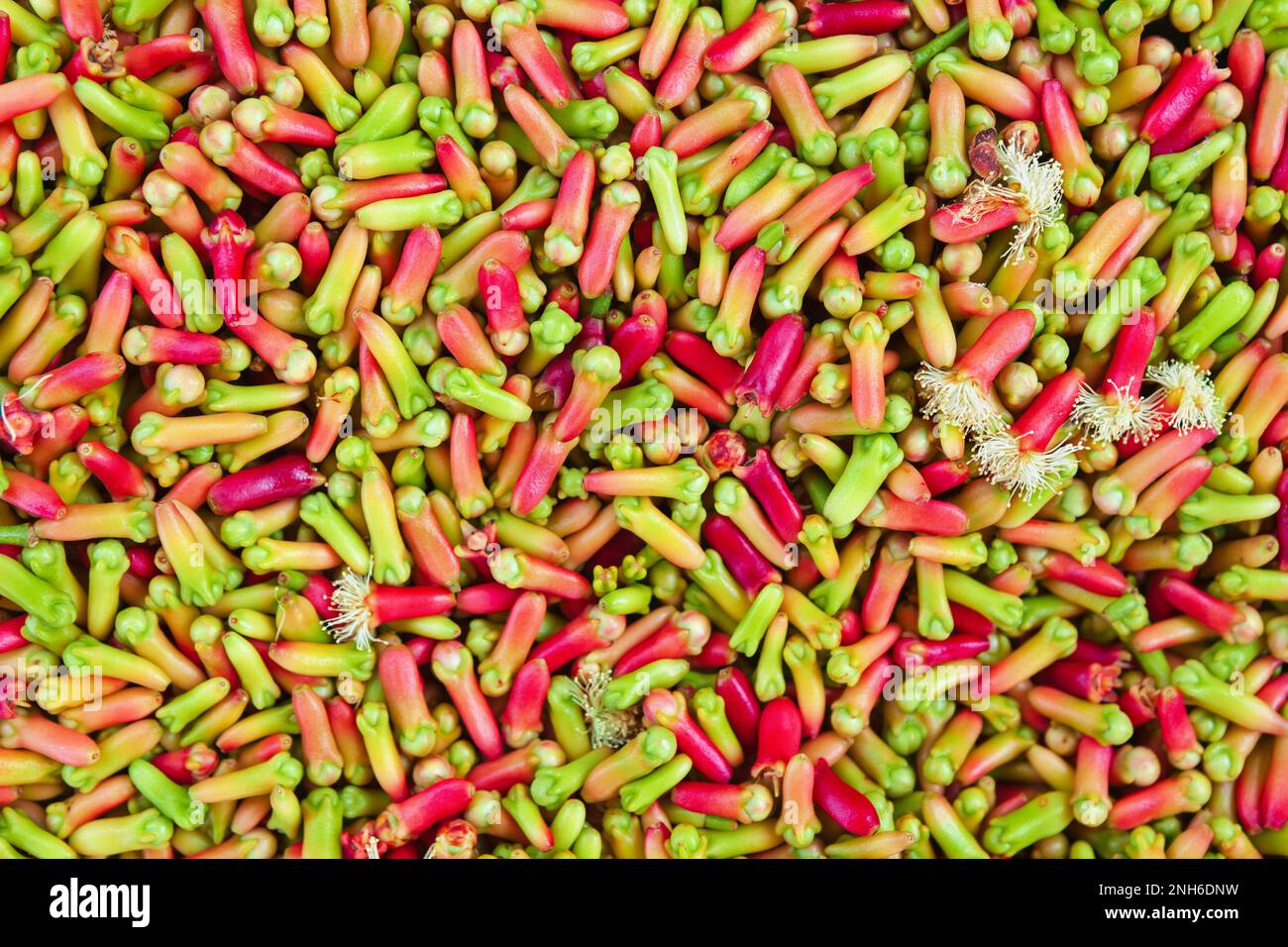 Clove tree with blooming flowers and fresh green and red raw sticks ...