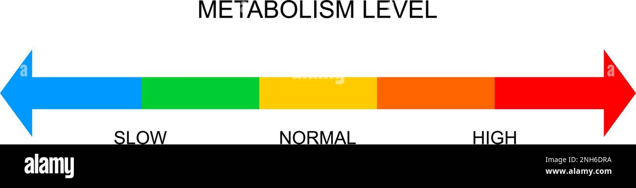 Metabolism meter horizontal scale. Metabolic levels from slow to high ... Metabolism meter horizontal scale. Metabolic levels from slow to high ...