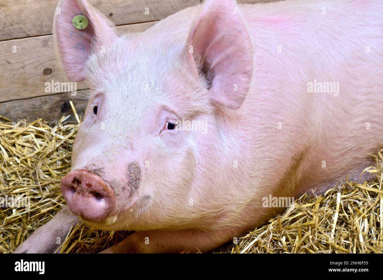 Portrait of a large pink pig in a pig pen Stock Photo - Alamy