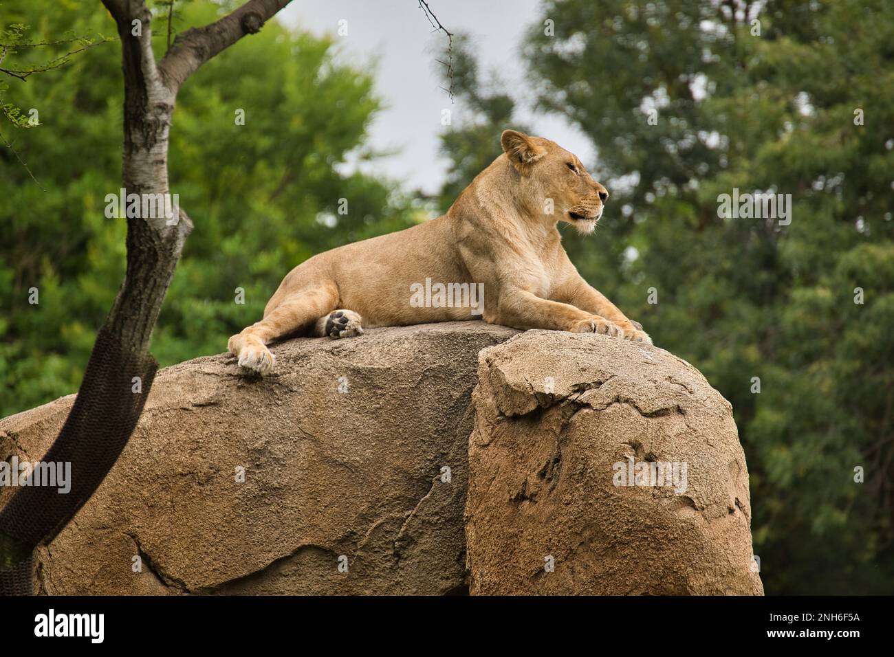 Lioness lies majestically on a rock and looks into the distance, in the ...