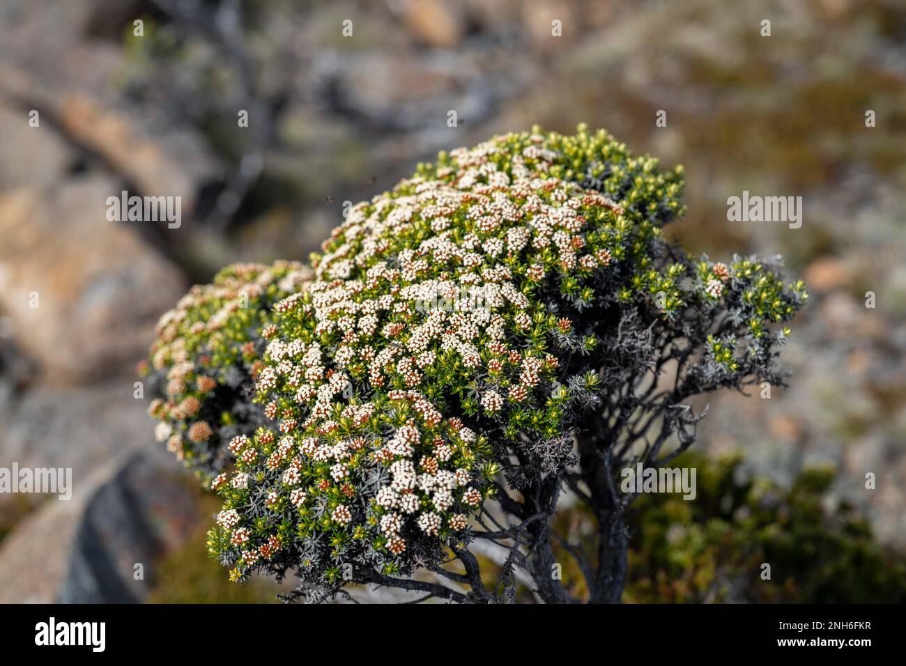 Alpine vegetation tasmania hi-res stock photography and images - Alamy