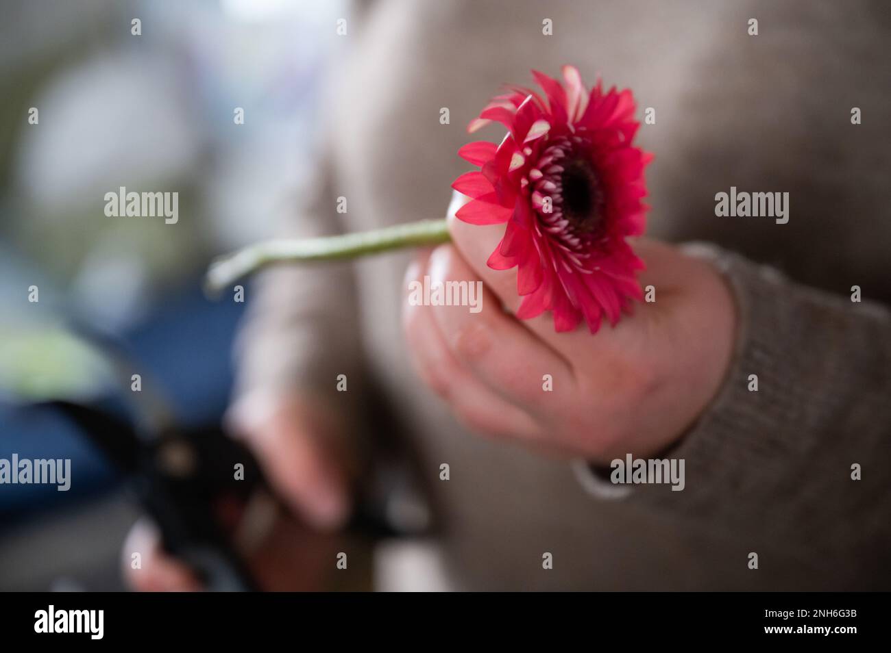 Cutting flower secateurs vase hi-res stock photography and images - Alamy