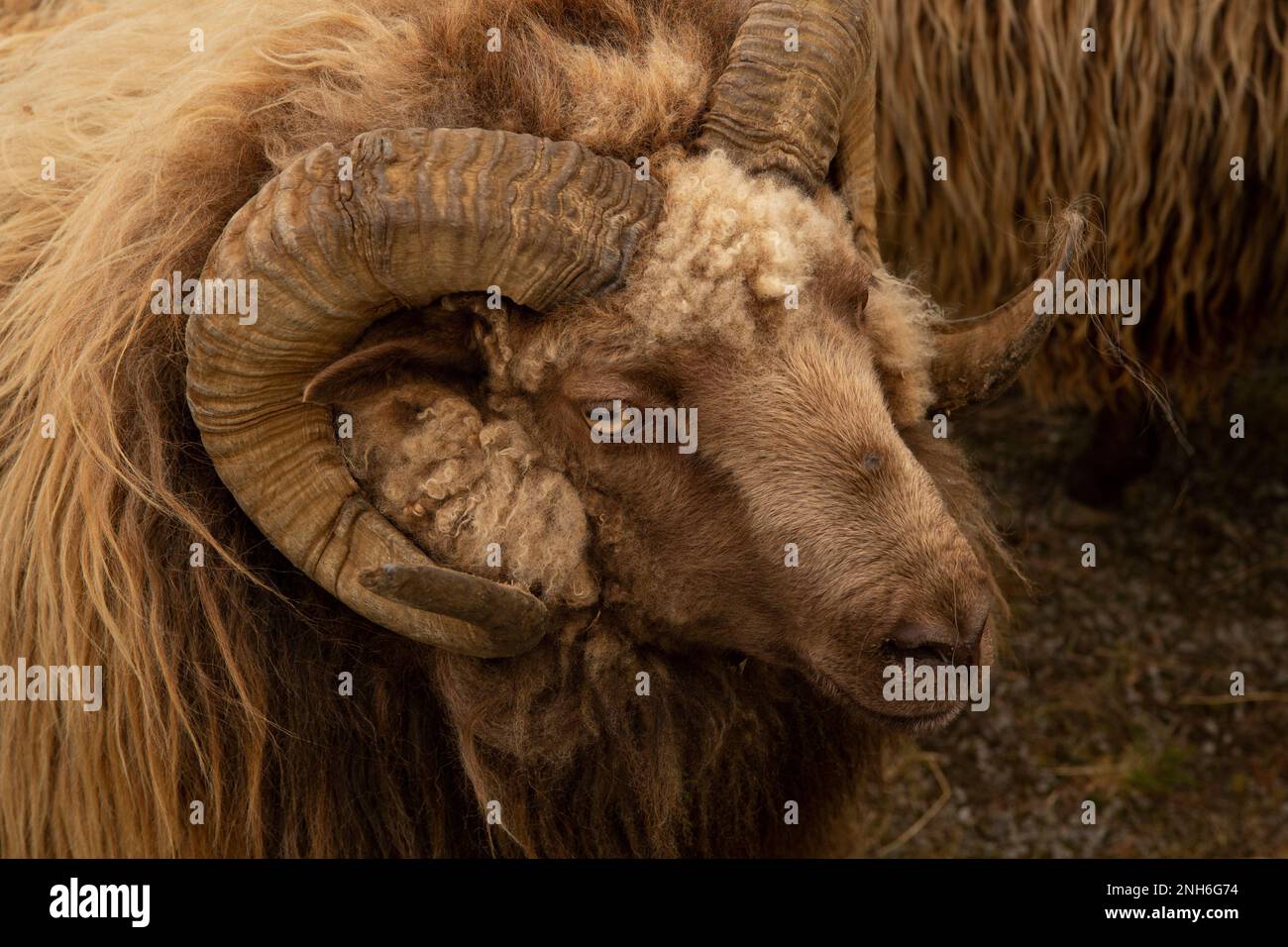 Ram curved horns long hi-res stock photography and images - Alamy
