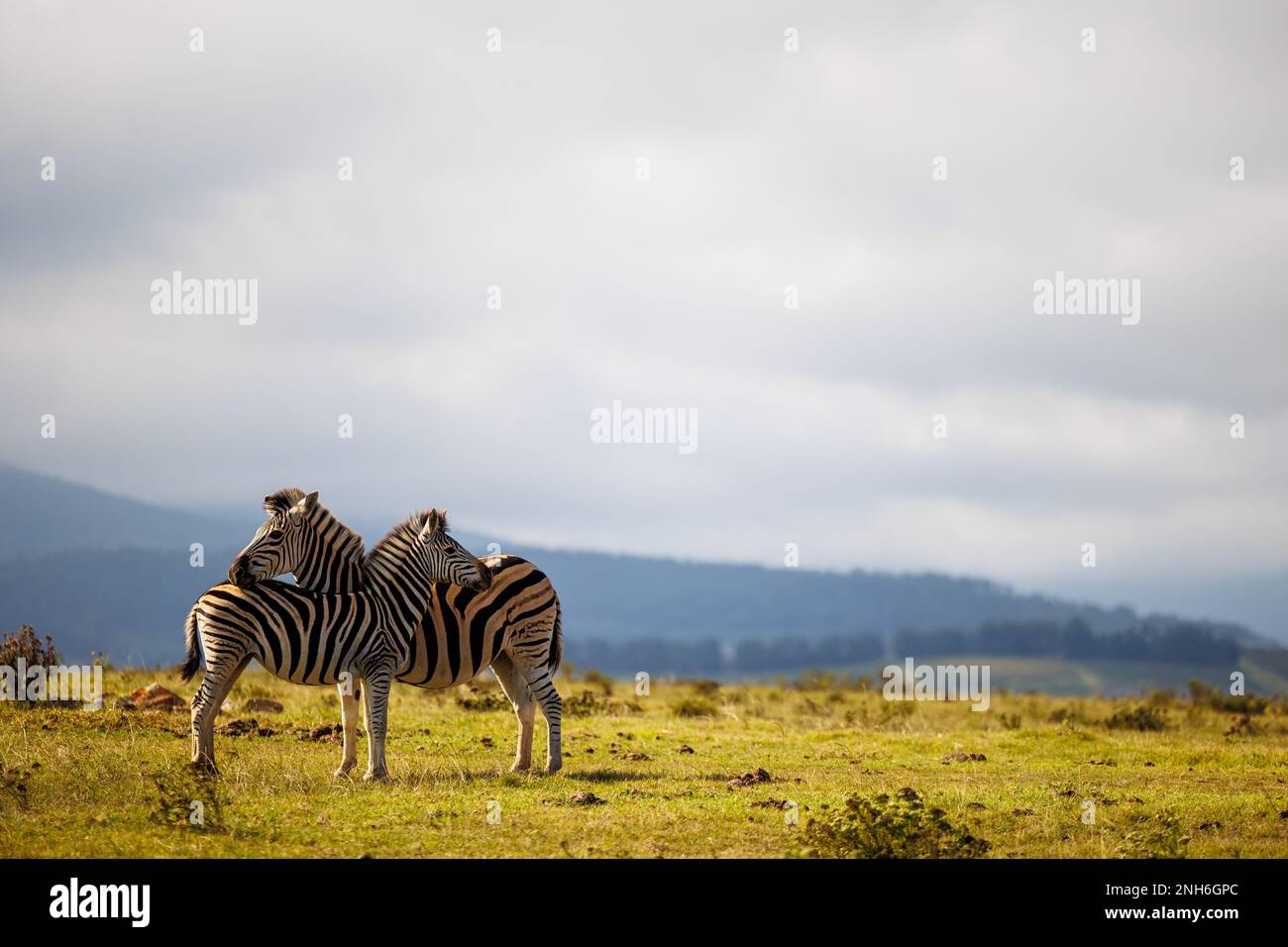 African animals hugging hi-res stock photography and images - Alamy