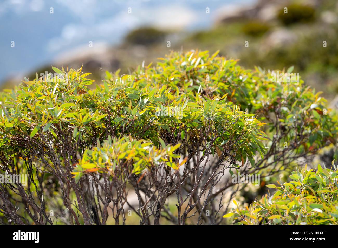 alpine plants growing on a mountain in, on mt wellington in hobart ...