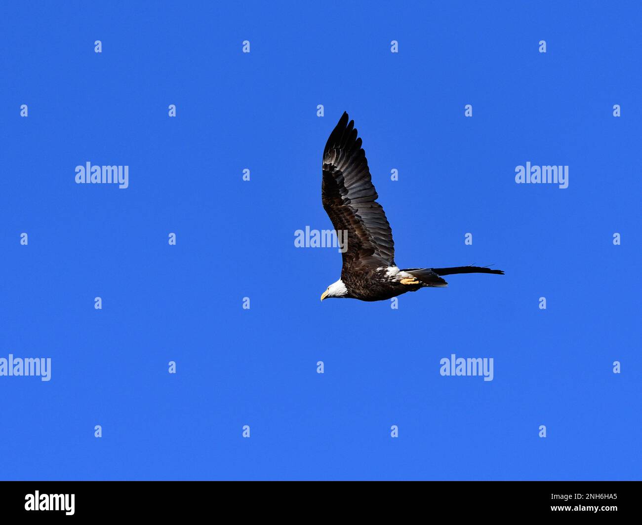 An American Bald Eagle soaring through a clear blue sky with its wings ...