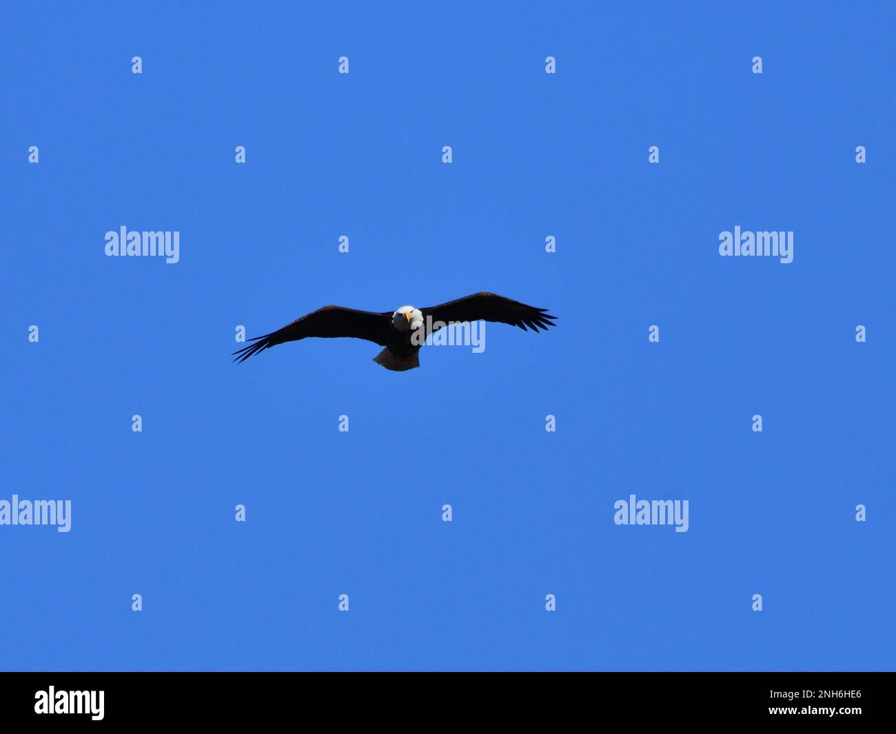 An American Bald Eagle soaring through a clear blue sky with its wings ...