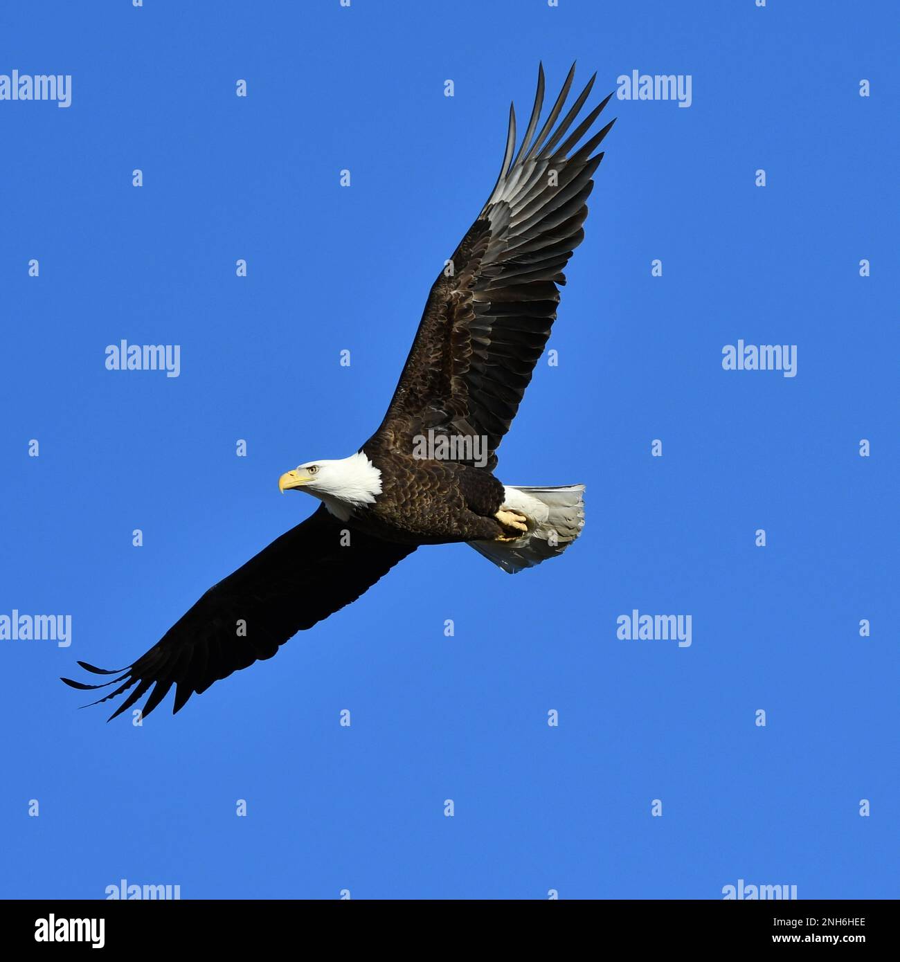 An American Bald Eagle soaring through a clear blue sky with its wings ...