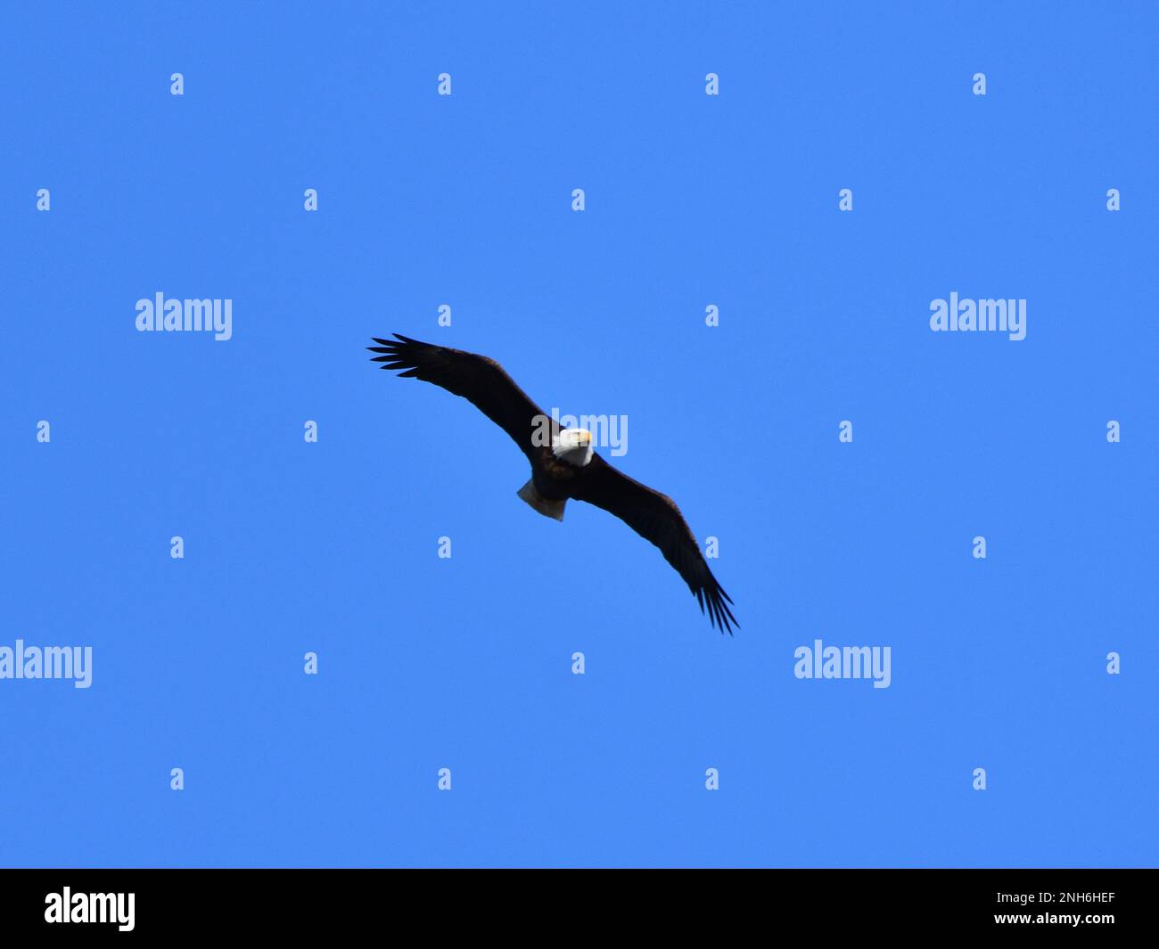 An American Bald Eagle soaring through a clear blue sky with its wings ...