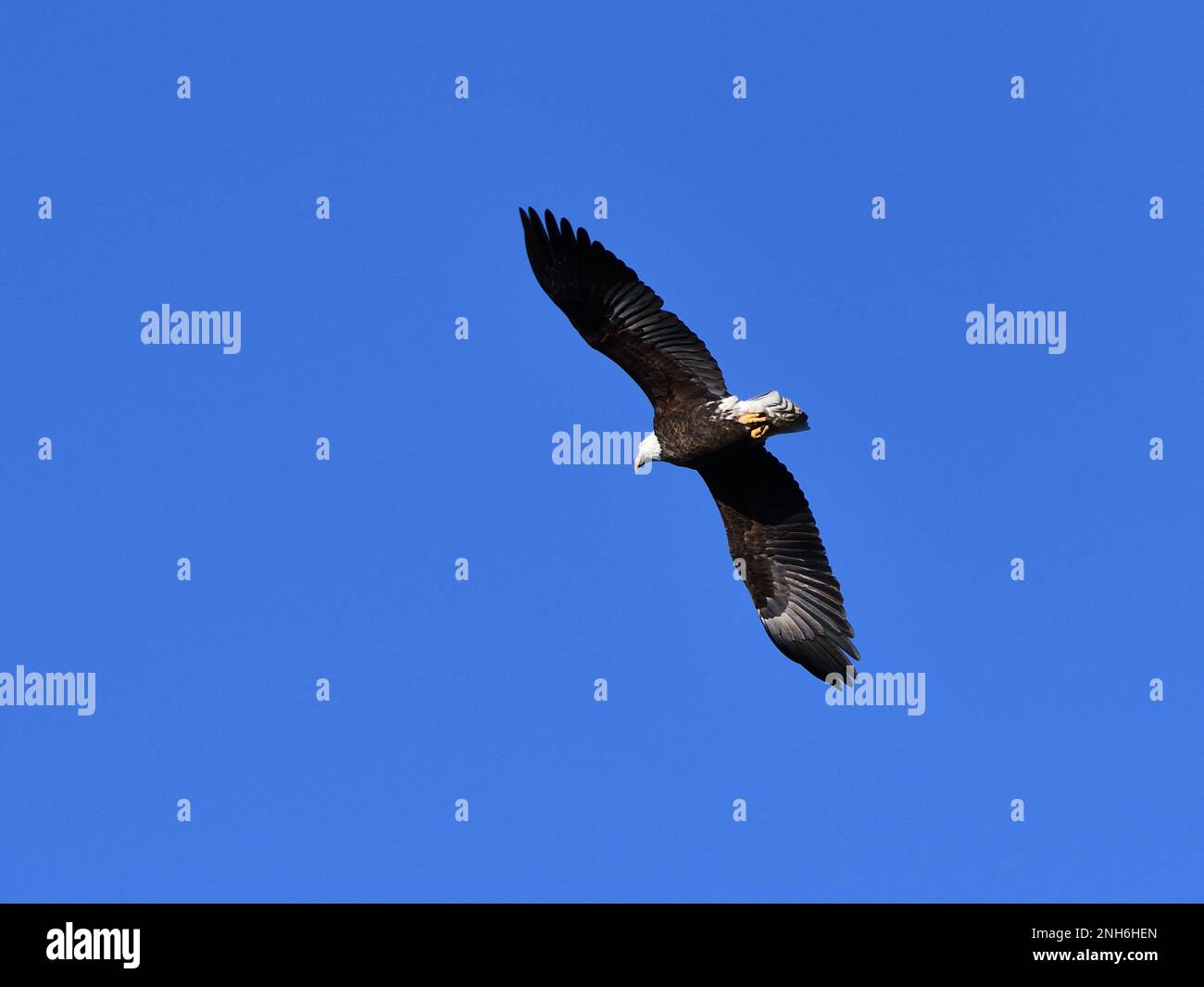 An American Bald Eagle soaring through a clear blue sky with its wings ...