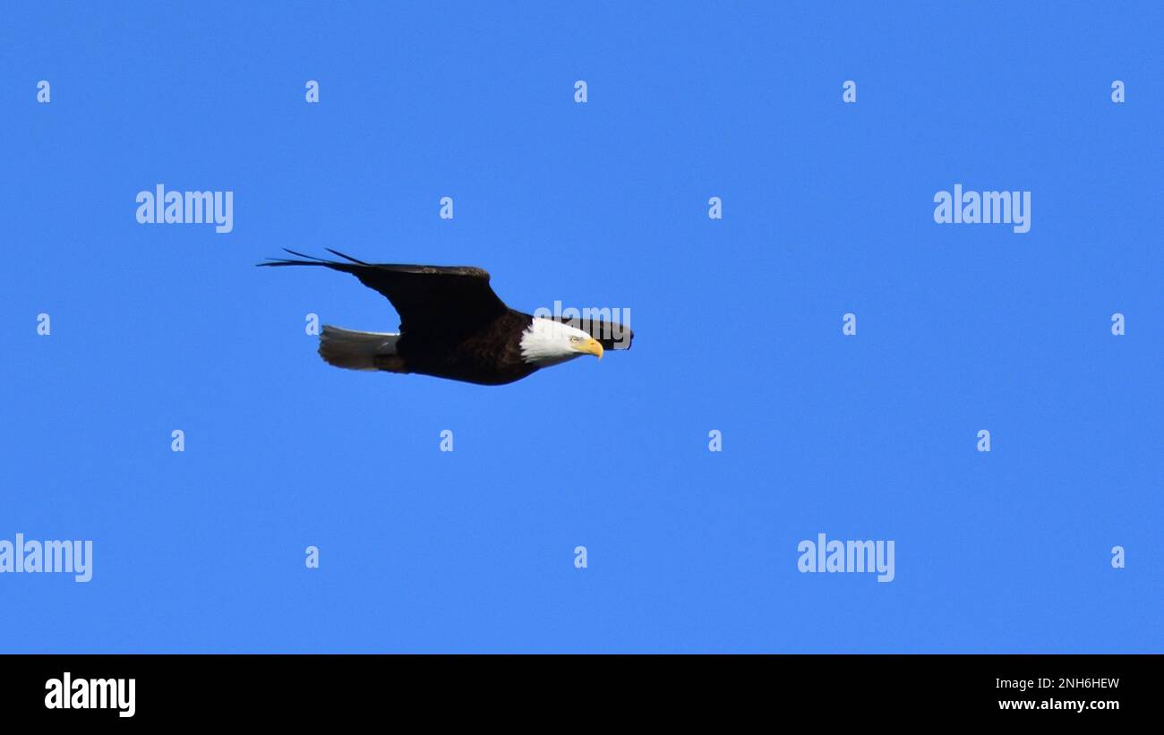 An American Bald Eagle soaring through a clear blue sky with its wings ...