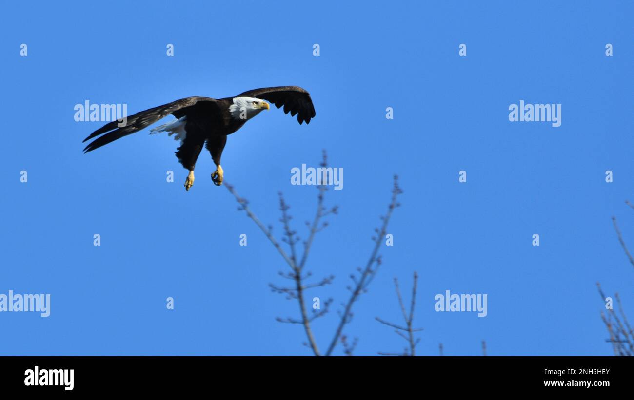 An American Bald Eagle soaring through a clear blue sky with its wings ...