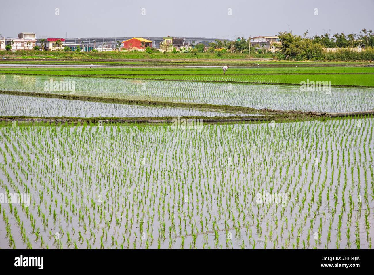 Taiwan agriculture hi-res stock photography and images - Alamy