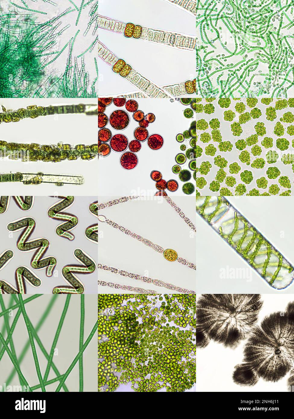Microalgae under microscopic view, green algae, cyanobacteria ...