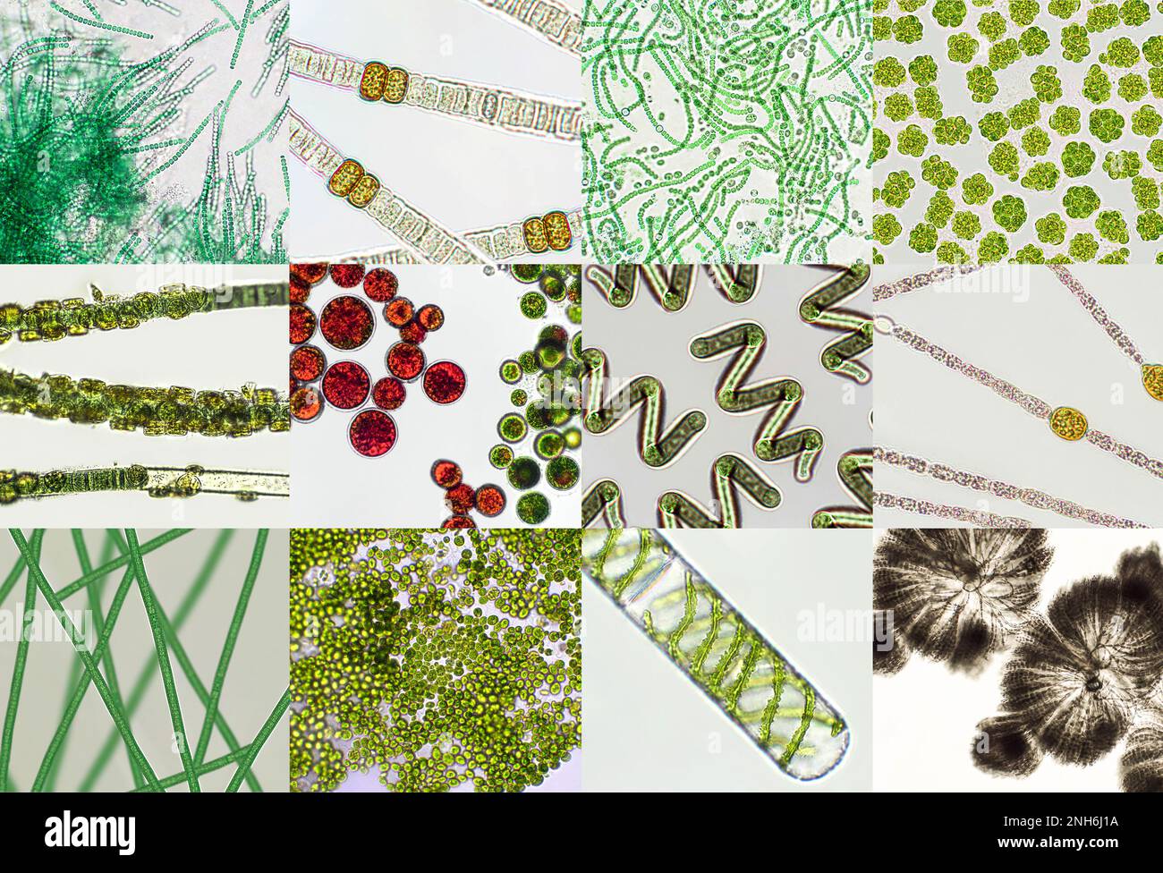 Microalgae under microscopic view, green algae, cyanobacteria ...