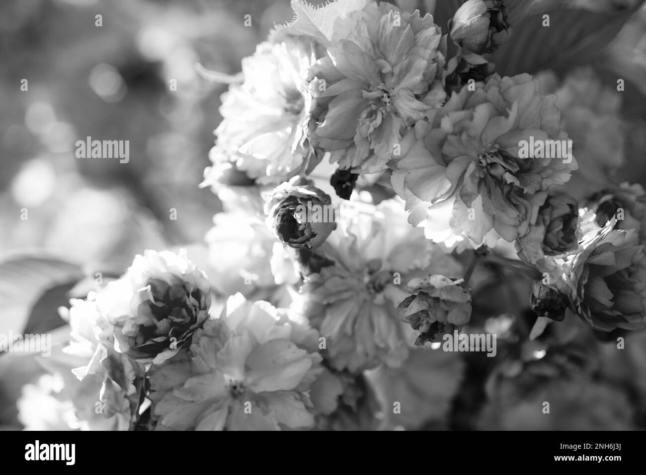 Branch apricot tree pink Black and White Stock Photos & Images - Alamy