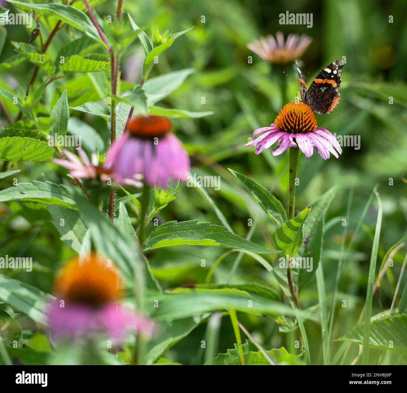 A monarch butterfly pollinates a purple coneflower on Huffman Prairie ...
