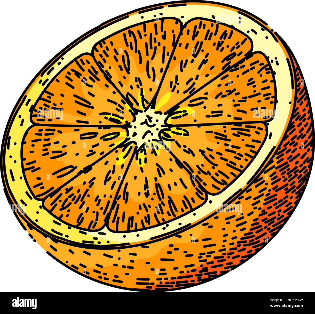 orange slice sketch hand drawn vector illustration Stock Vector Image ...