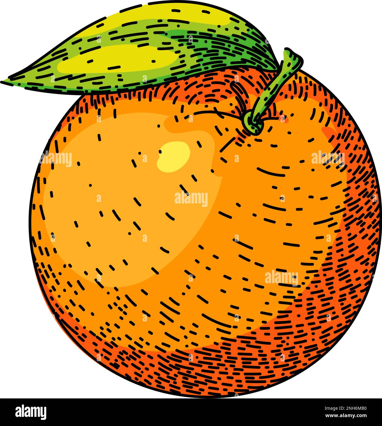 orange citrus sketch hand drawn vector illustration Stock Vector Image ...