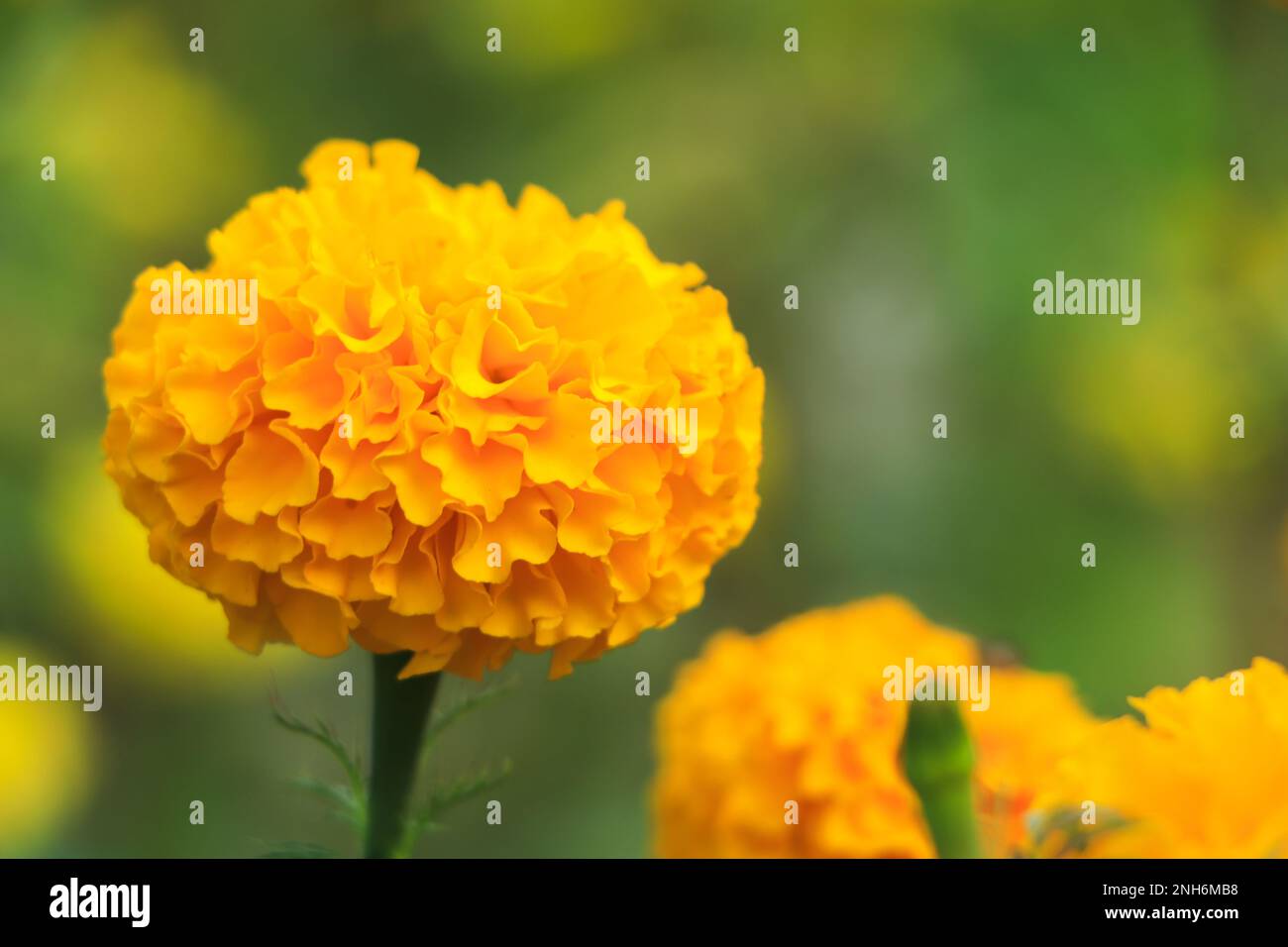 Amazing Mexican marigold flower in garden, on natural beautiful ...