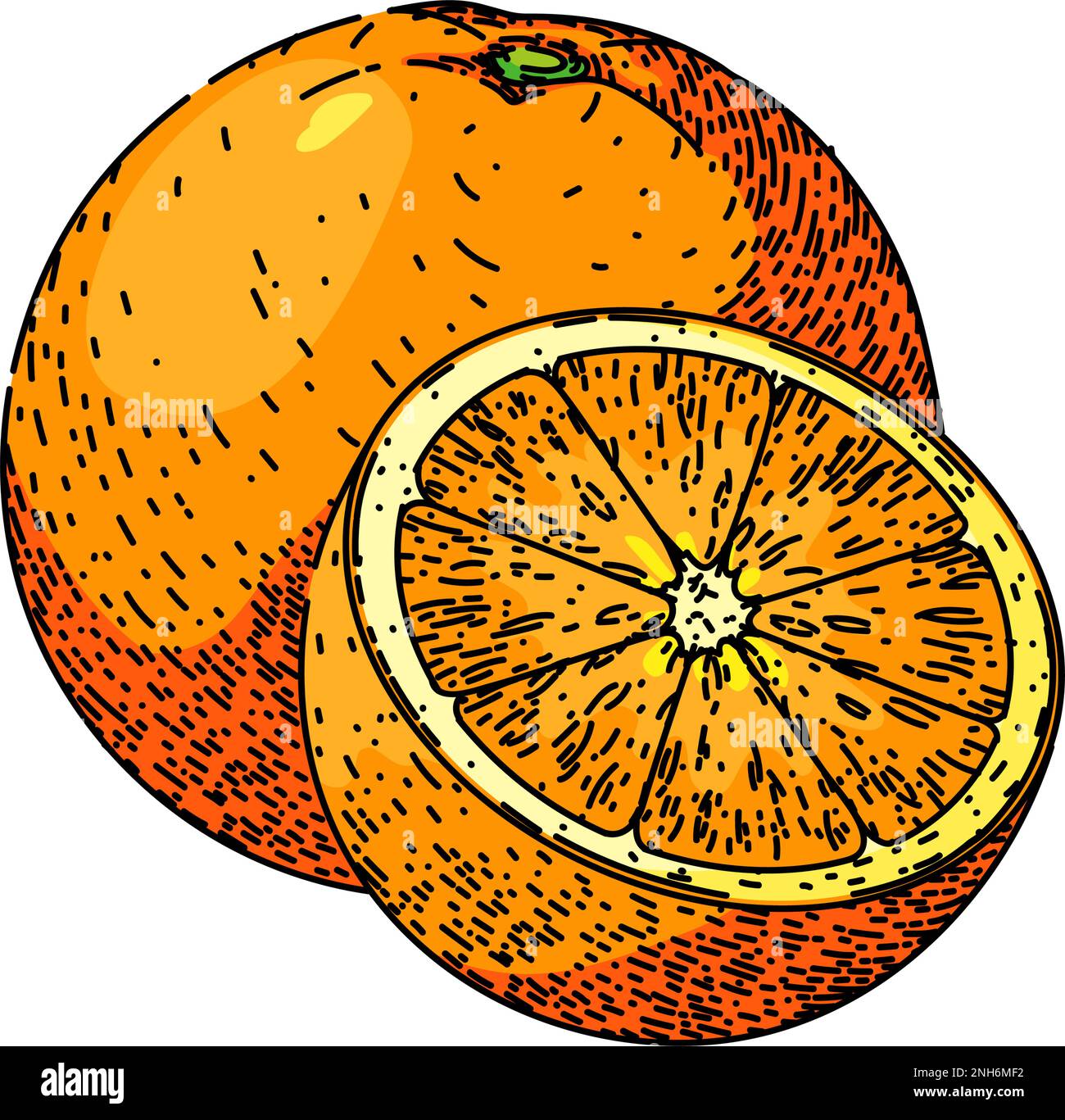 orange cut sketch hand drawn vector illustration Stock Vector Image ...