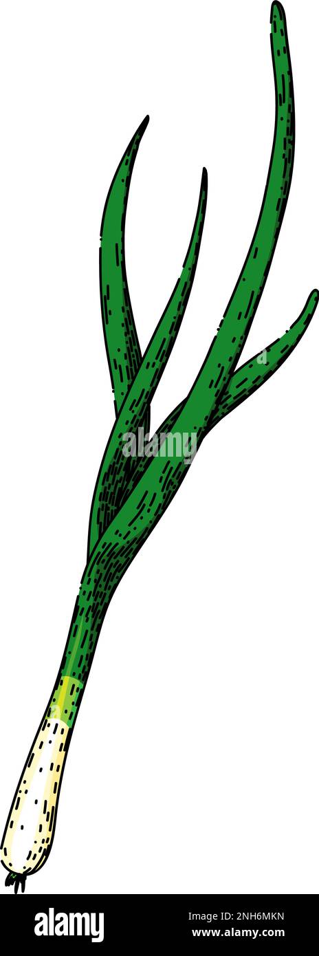 onion green sketch hand drawn vector illustration Stock Vector Image ...