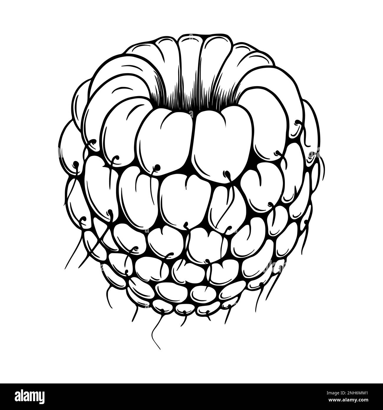 Hand drawn outline raspberry isolated on white background. Berry ...