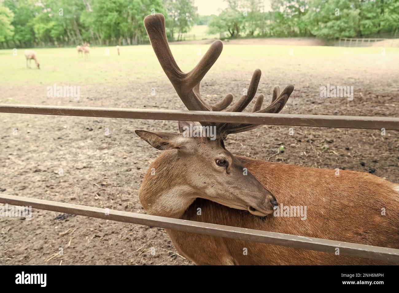 young deer with antlers in zoo animal park outdoor Stock Photo - Alamy