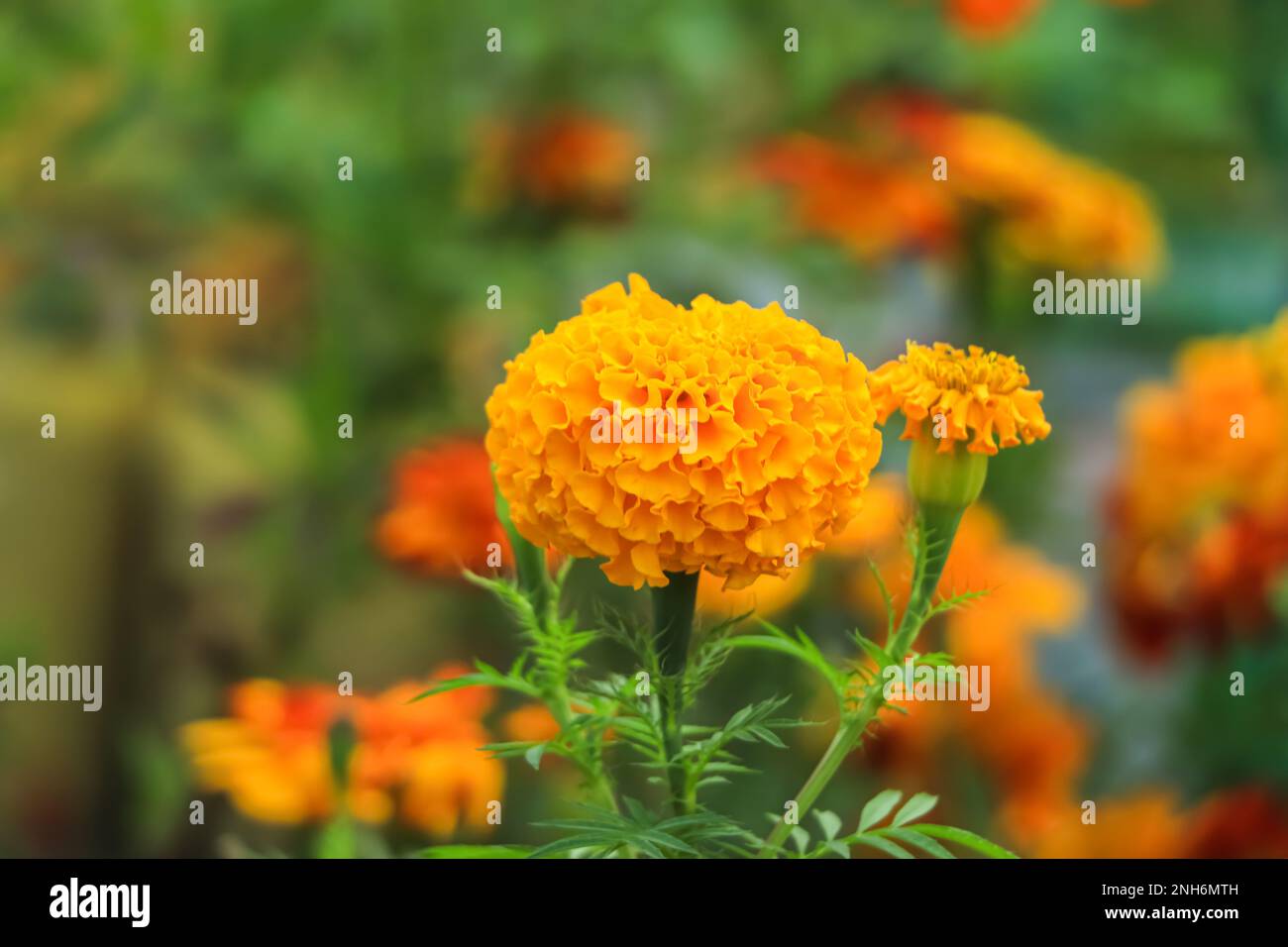 Amazing Mexican marigold flower in garden, on natural beautiful ...