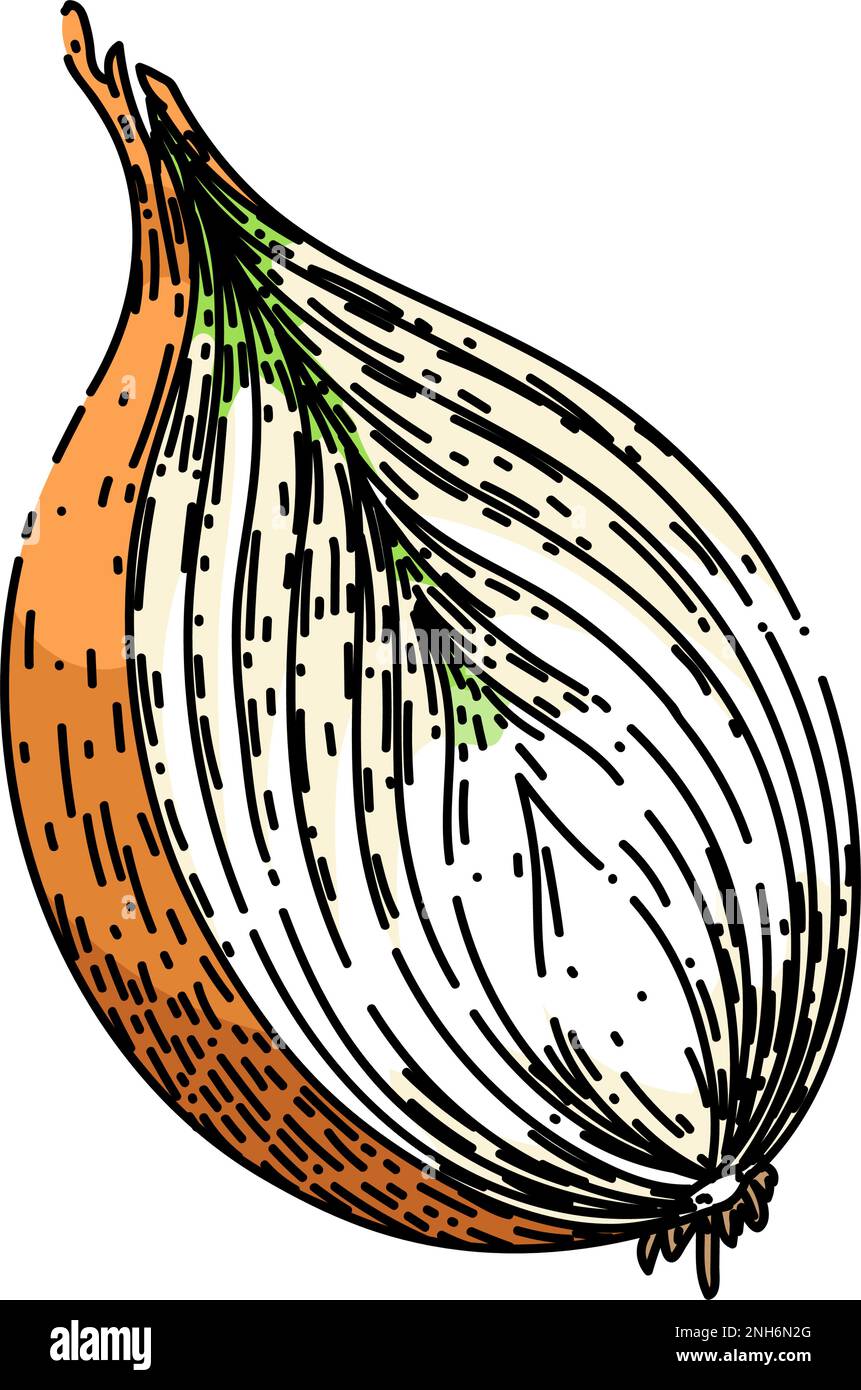onion white sketch hand drawn vector illustration Stock Vector Image ...