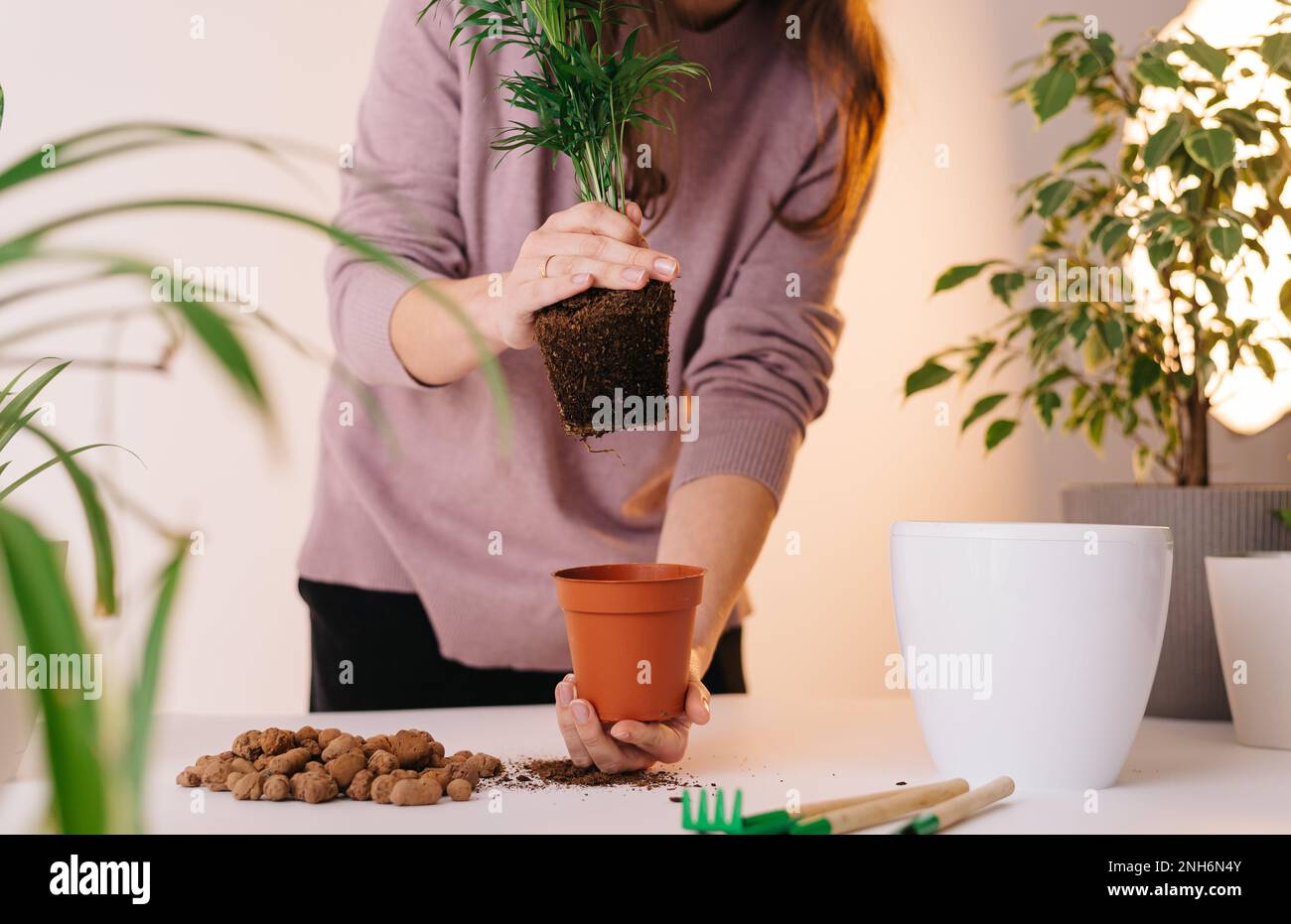 hands plant a plant in a new pot. Home gardening and care. Using ...