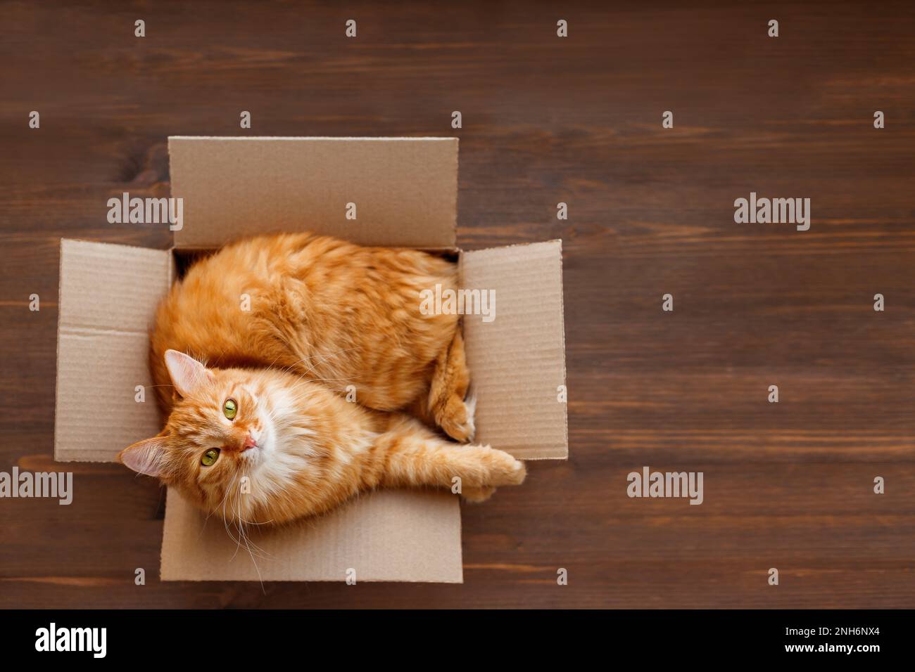 Cute cat top carton hi-res stock photography and images - Alamy