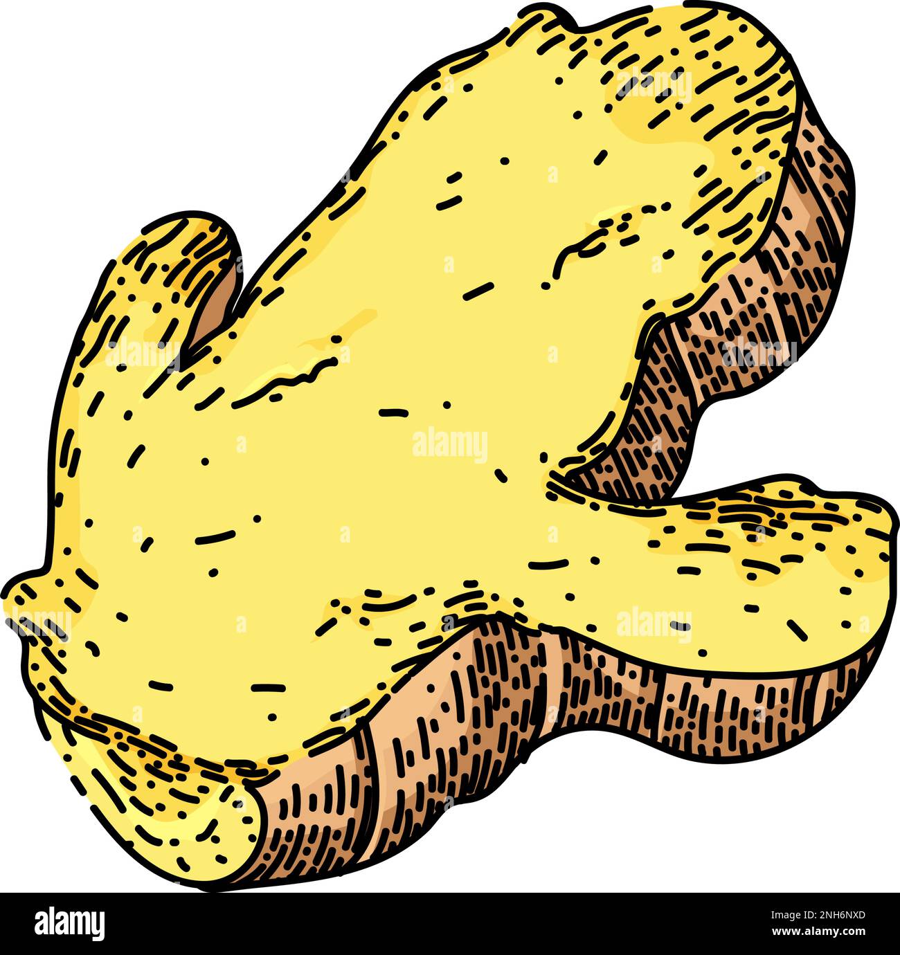 ginger cut slice sketch hand drawn vector Stock Vector Image & Art - Alamy