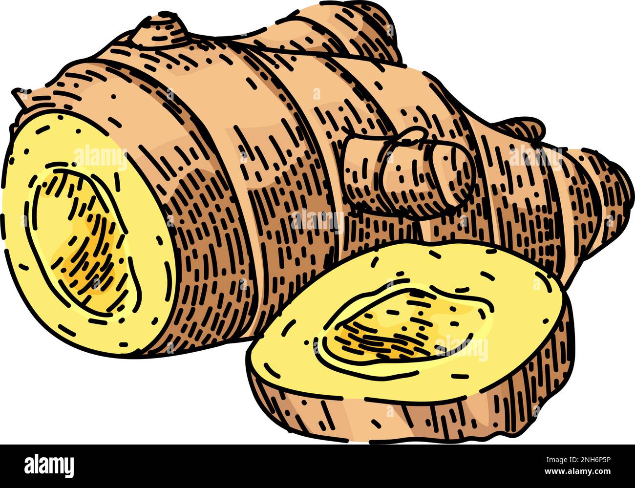 ginger cut root sketch hand drawn vector Stock Vector Image & Art - Alamy