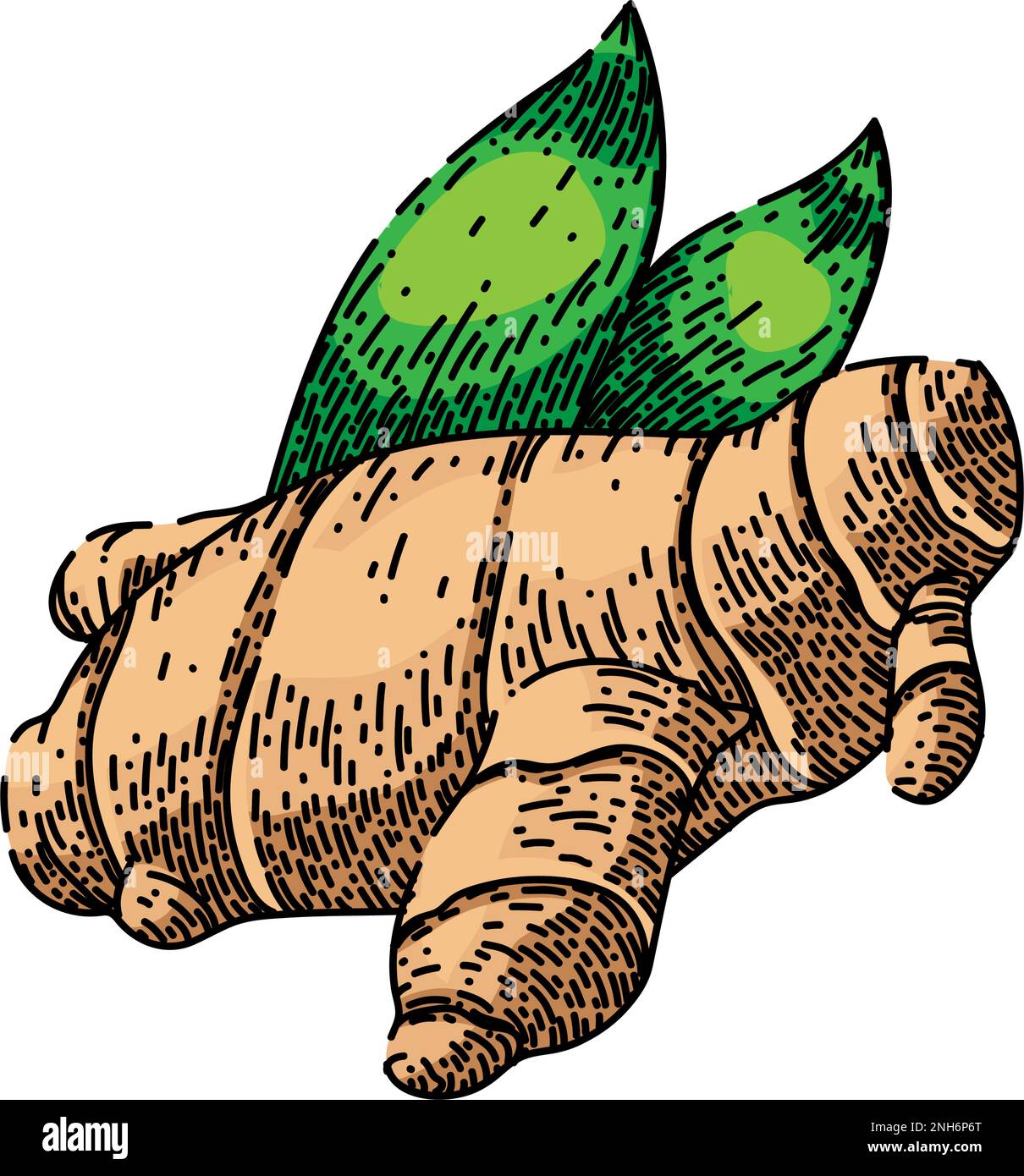 ginger food sketch hand drawn vector illustration Stock Vector Image ...