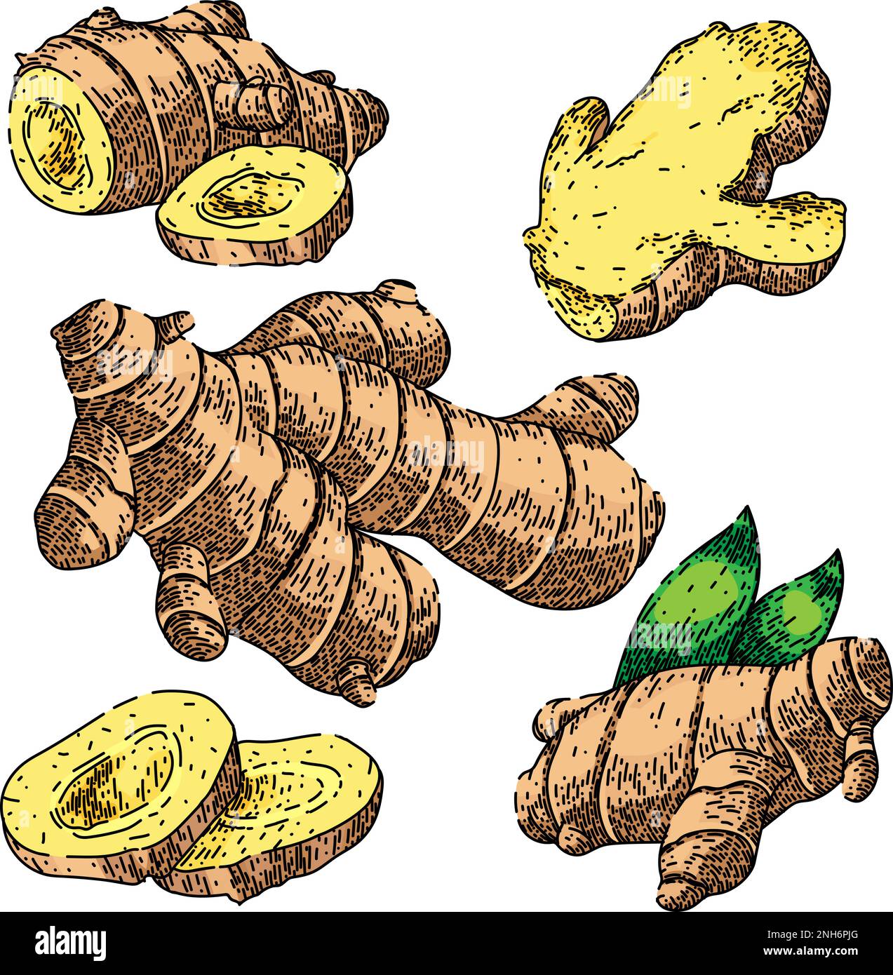 ginger root food set sketch hand drawn vector Stock Vector Image & Art ...