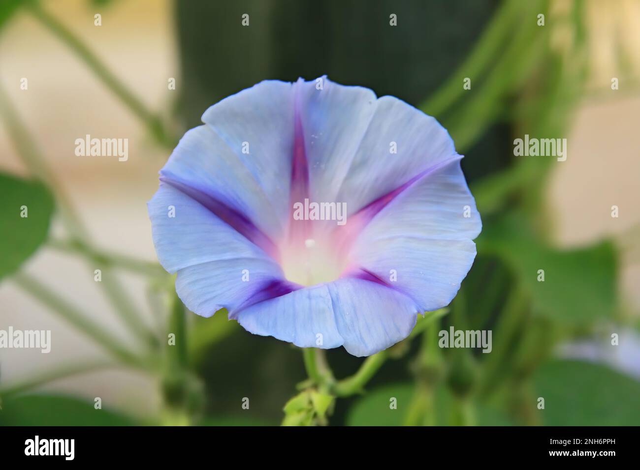 Pretty blue and purple morning glory growing on a vine in a summer ...