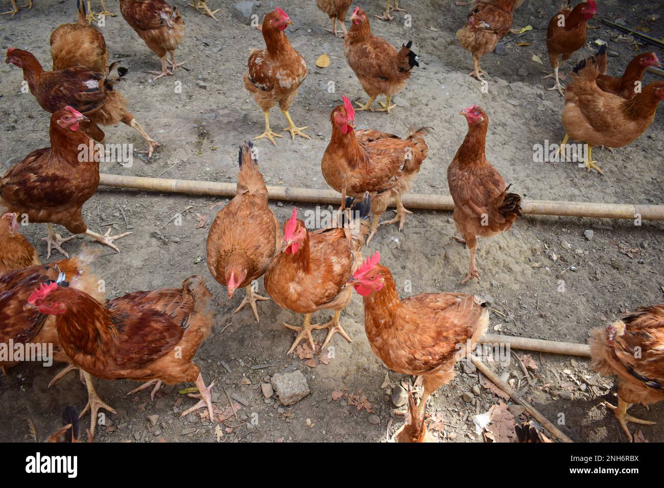 Poultry in the farm Stock Photo - Alamy