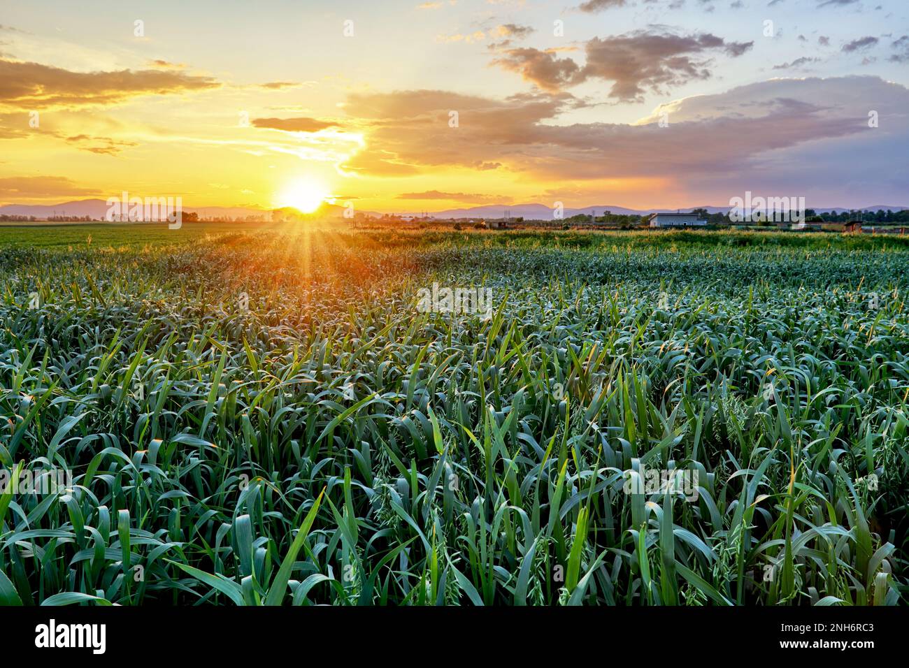 Green field at sunset Stock Photo - Alamy