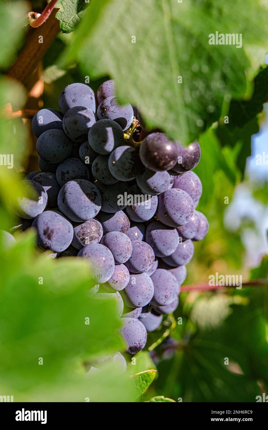 A close-up shot of a bushy grape vine, with a cluster of deep purple grapes in focus, surrounded ...