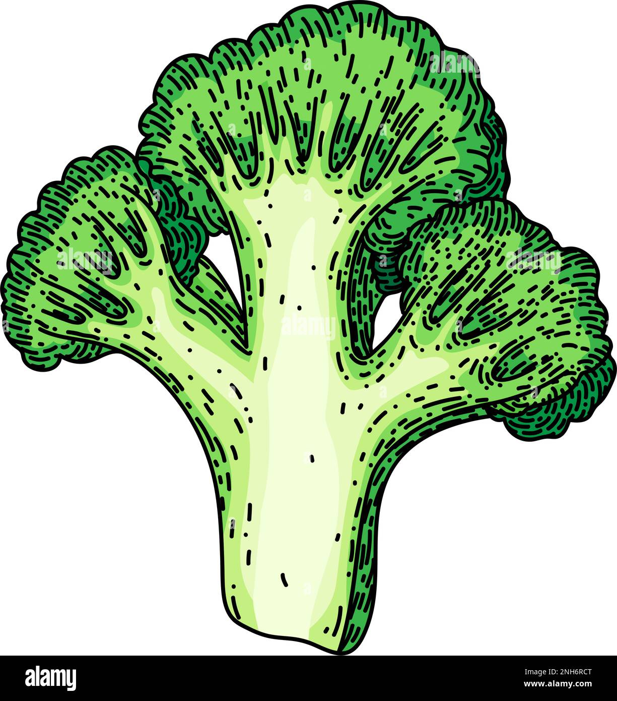 broccoli cut sketch hand drawn vector illustration Stock Vector Image ...