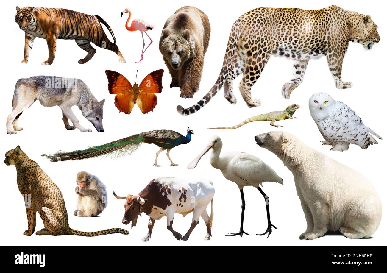 asia animals isolated Stock Photo - Alamy