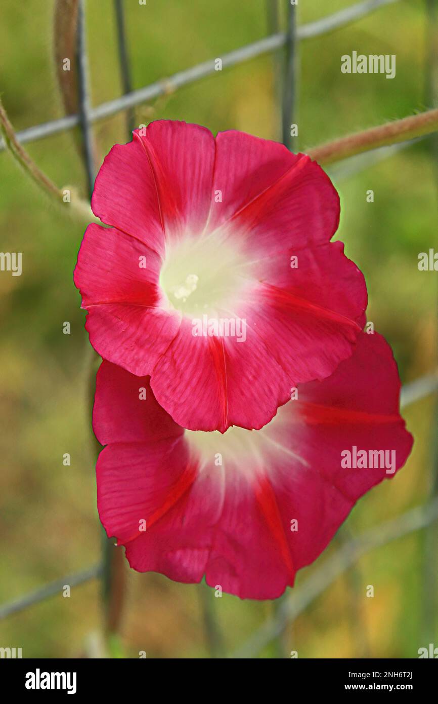 Two very pretty red morning glories growing on a vine in a summer ...