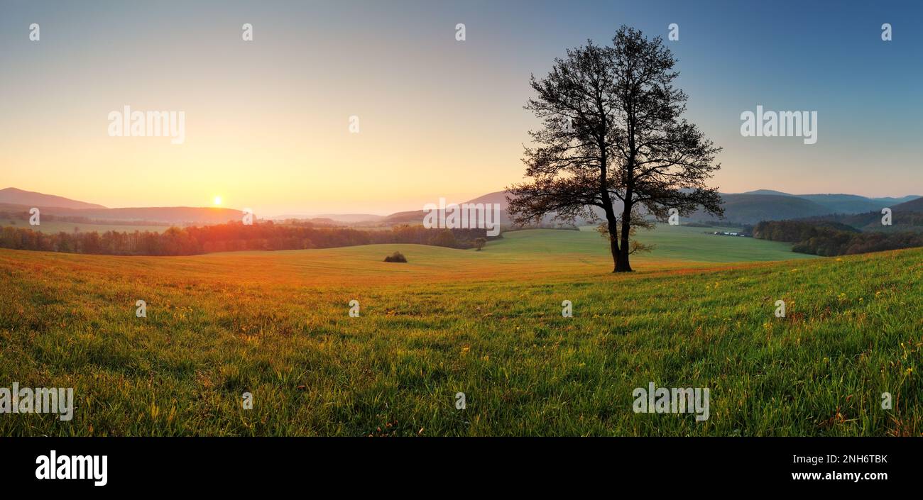 Spring landscape with tree and sun Stock Photo - Alamy