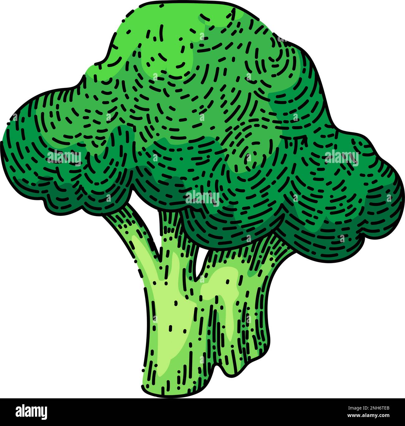 broccoli green sketch hand drawn vector illustration Stock Vector Image ...